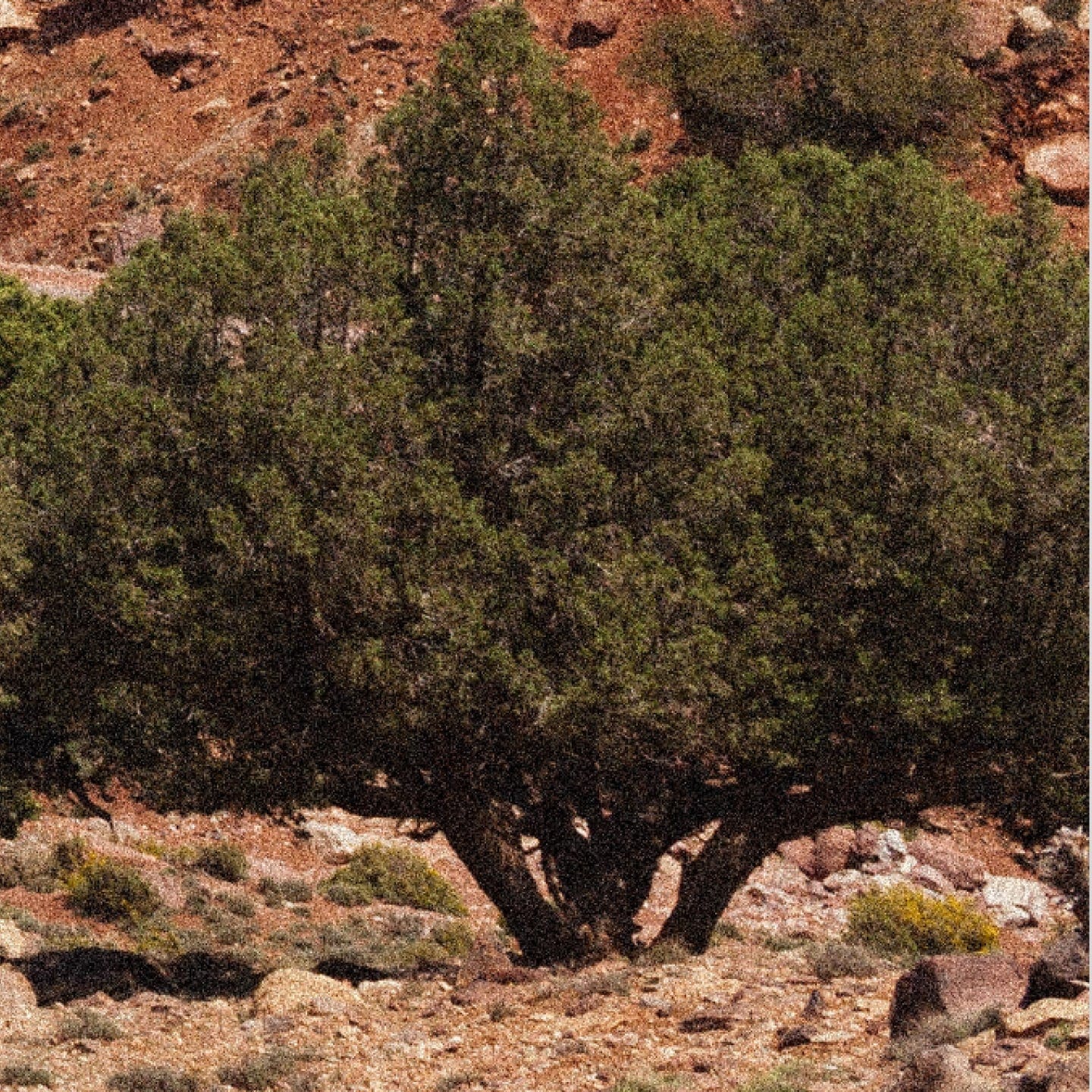 100% Pure Organic Argan Oil – Josie Maran